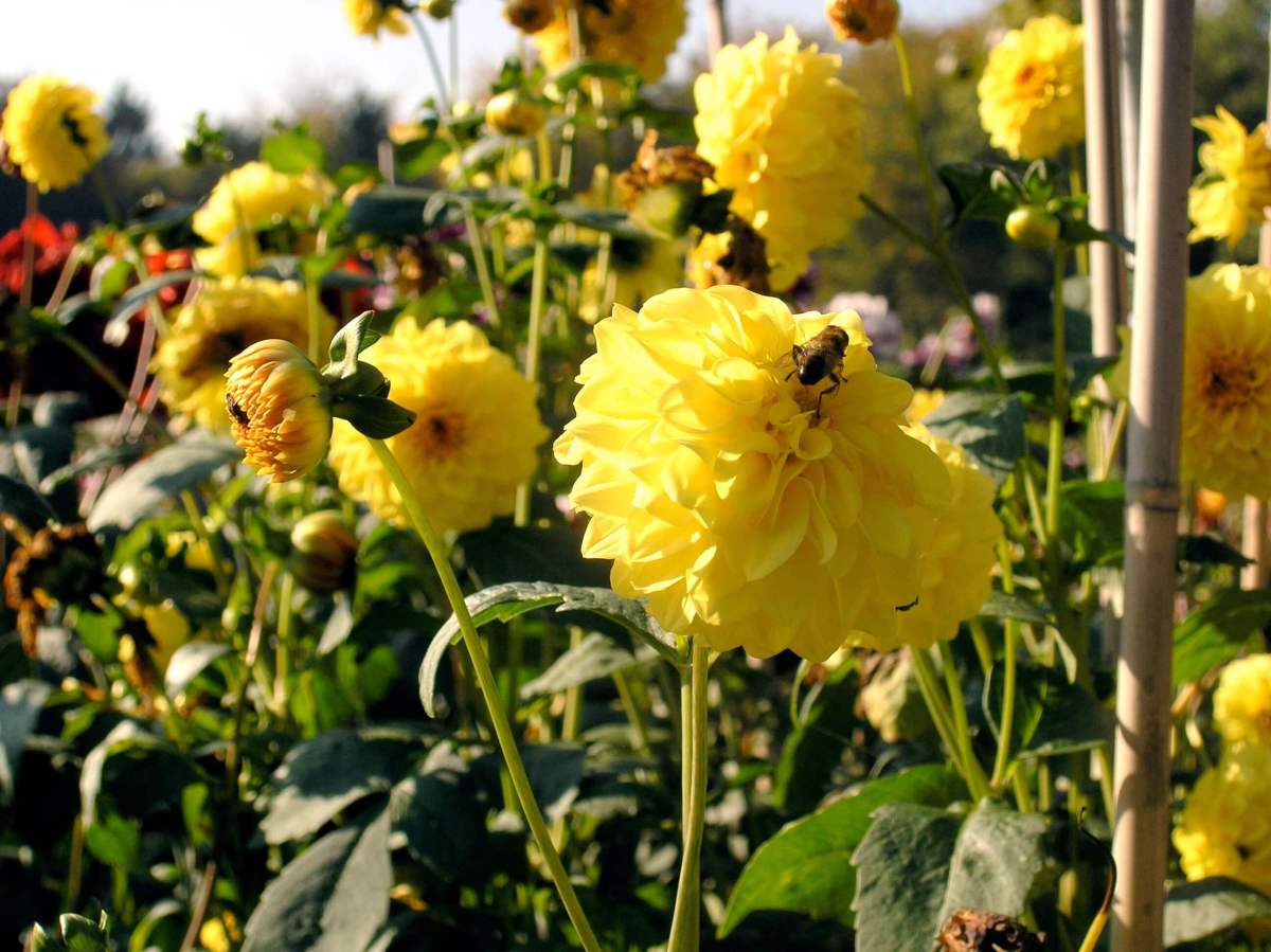 ‘A combination of insight and beauty’ Stephen Dunn-Poet(1939-2021) – In ...